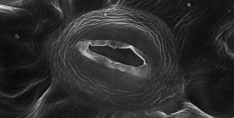 Home [www.imbb.forth.gr]