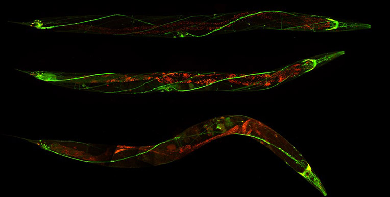 Home [www.imbb.forth.gr]