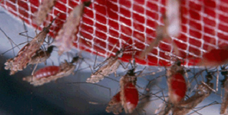 Home [www.imbb.forth.gr]